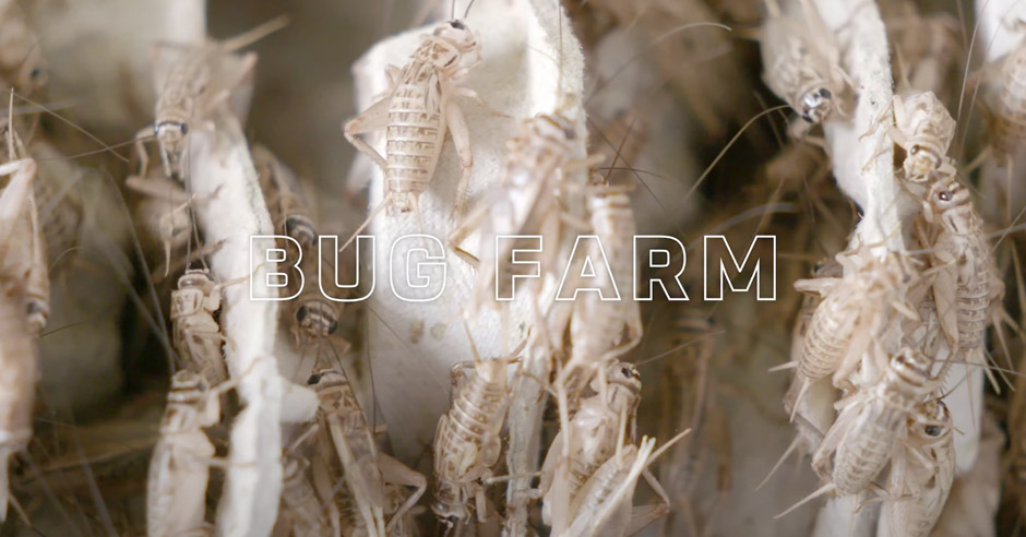 “Bug Farm” by Lydia Cornett - BOOOOOOOM TV - A daily selection of the ...